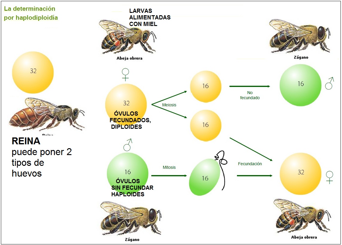11 – BIOLOGÍA y GEOLOGÍA