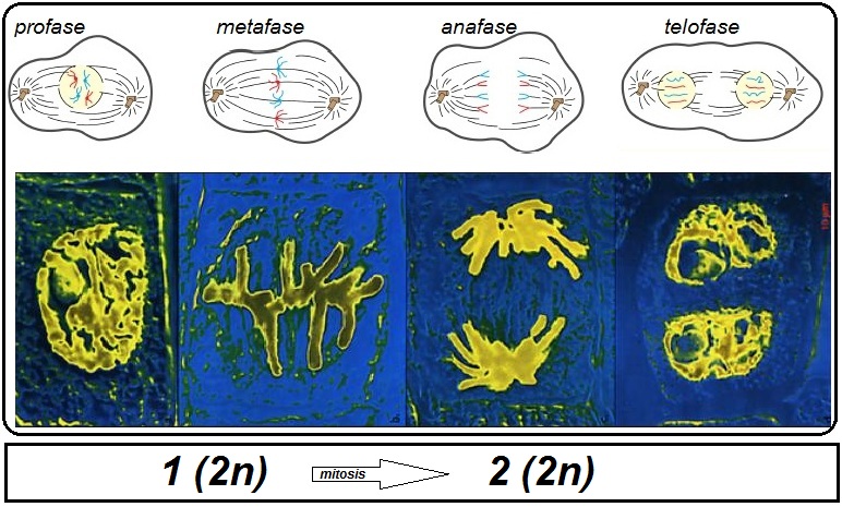 CARIOCINESIS O MITOSIS – BIOLOGÍA y GEOLOGÍA