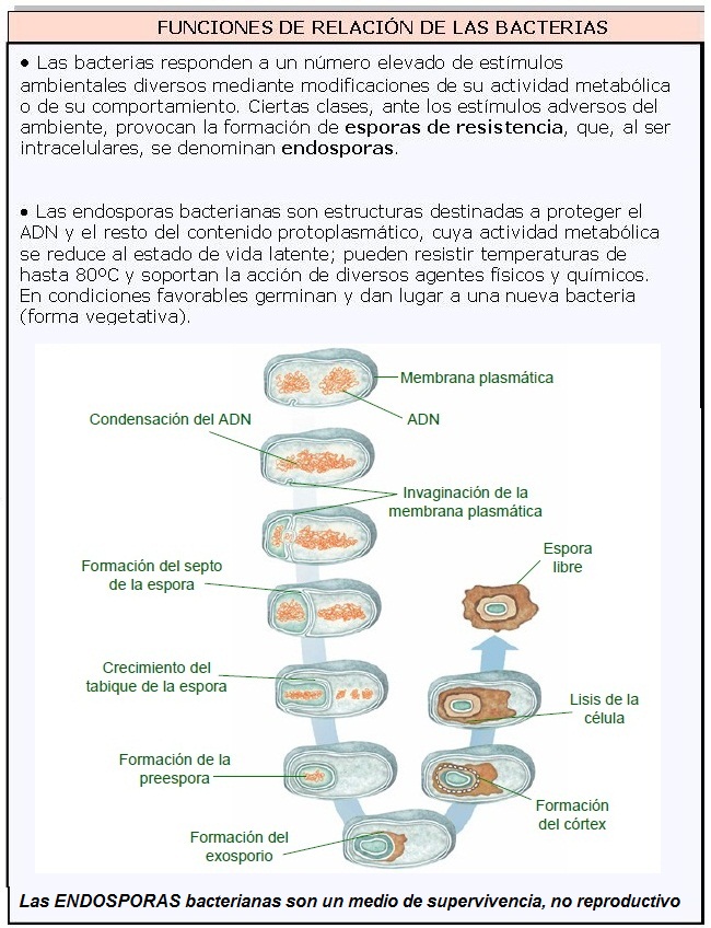 Las Bacterias Concepto Caractersticas Funciones Y Clasificacin 2022
