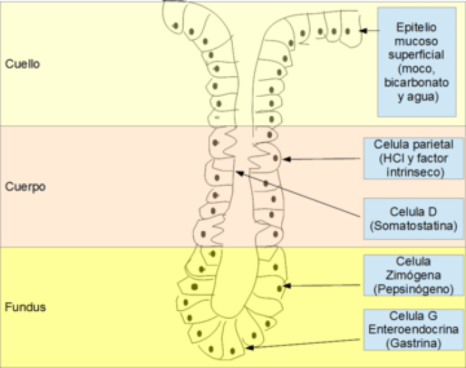 Digestión Biología Y Geología