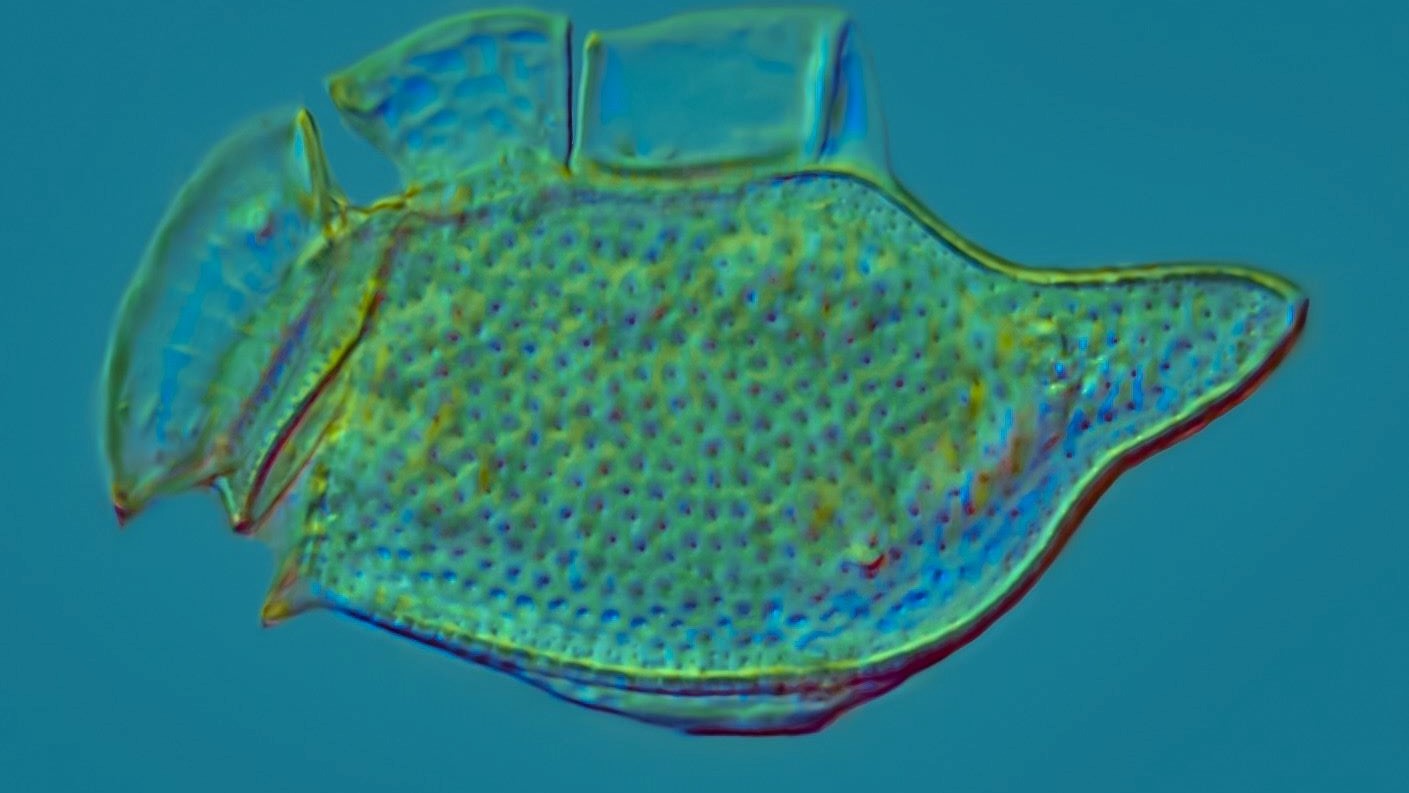 66666666 – BIOLOGÍA y GEOLOGÍA