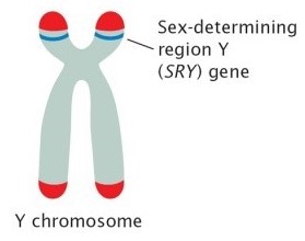 400px-sry-3 – BIOLOGÍA y GEOLOGÍA