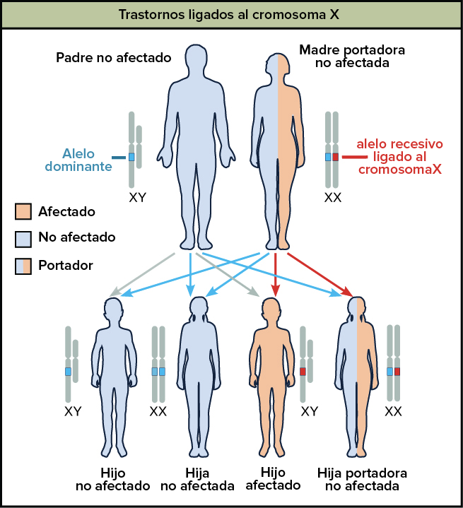 Determinación Del Sexo Y La Herencia Ligada Al Sexo Biología Y Geología