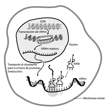 TRANSCRIPCIÓN DEL ADN – BIOLOGÍA y GEOLOGÍA