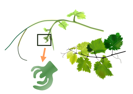 MERISTEMOS PRIMARIOS – BIOLOGÍA y GEOLOGÍA