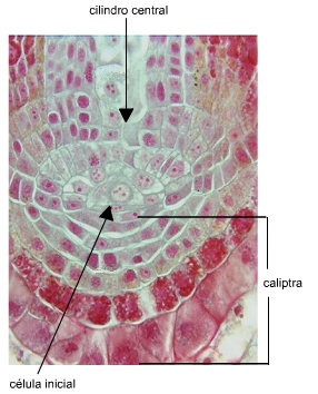 b2-meristemo-apical-radical – BIOLOGÍA y GEOLOGÍA