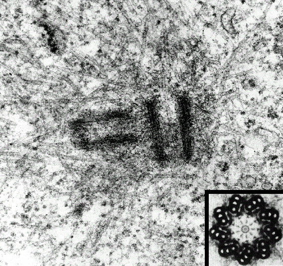 centrosoma – BIOLOGÍA y GEOLOGÍA