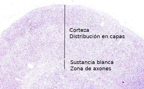 cortex-neuronal – BIOLOGÍA y GEOLOGÍA