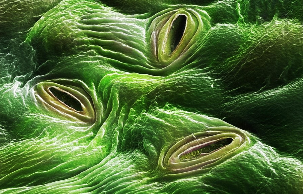 epidermis-estomas-meb – BIOLOGÍA y GEOLOGÍA