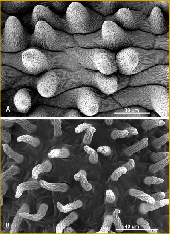 epidermis-tricomas-meb – BIOLOGÍA y GEOLOGÍA