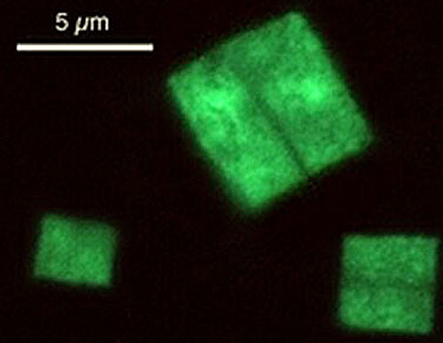 2-haloquadratum-walsbyi – BIOLOGÍA y GEOLOGÍA