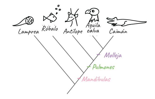 árboles Filogenéticos Biología Y Geología