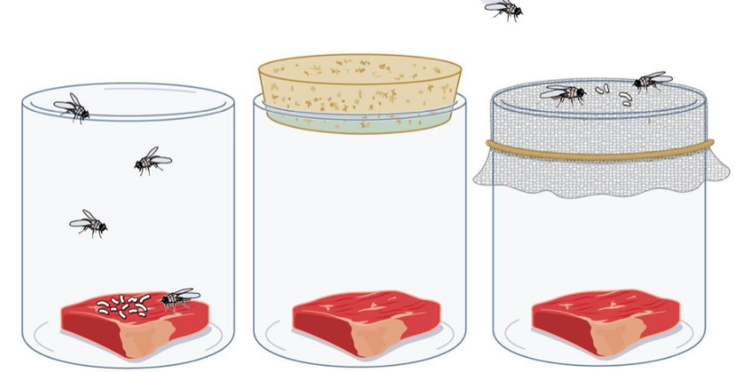 EXPERIMENTO (LA GENERACIÓN ESPONTÁNEA) – BIOLOGÍA y GEOLOGÍA