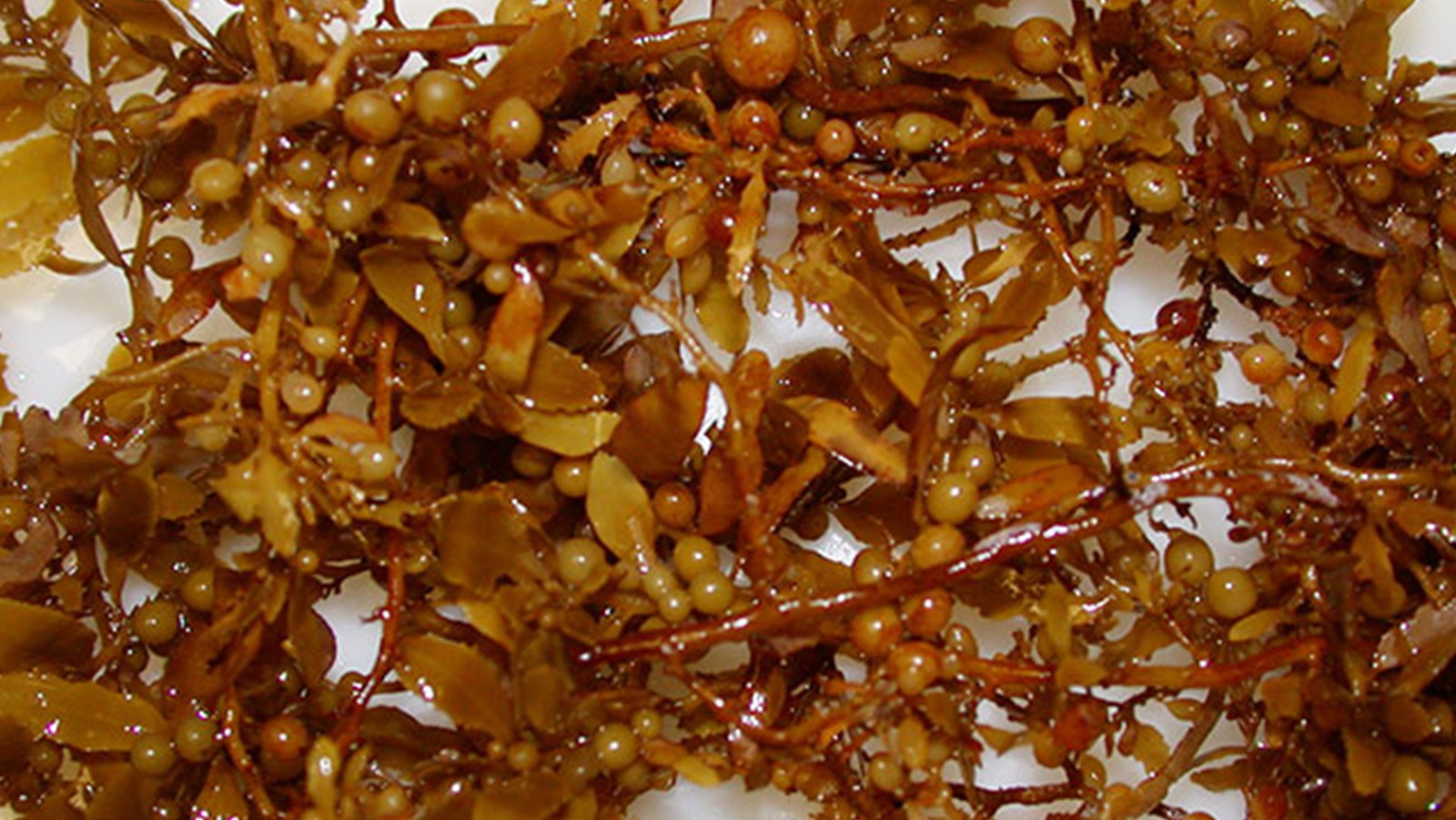 sargassum-sp-2 – BIOLOGÍA y GEOLOGÍA