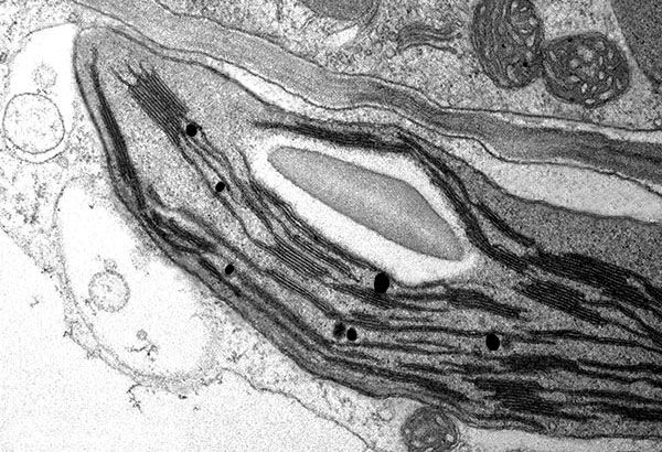3-tilacoides-grana-mitocondrias – BIOLOGÍA y GEOLOGÍA