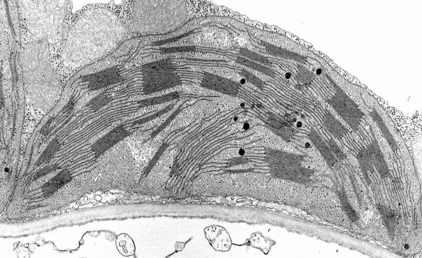 5-tilacoides-grana – BIOLOGÍA y GEOLOGÍA