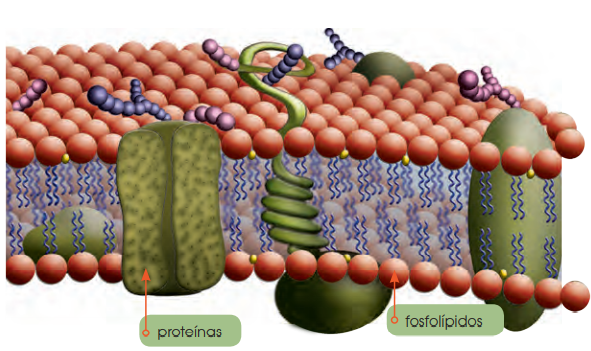 COMPOSICIÓN MOLECULAR – BIOLOGÍA y GEOLOGÍA