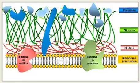 pared-celular-y-pared-fungica-23-638 – BIOLOGÍA y GEOLOGÍA