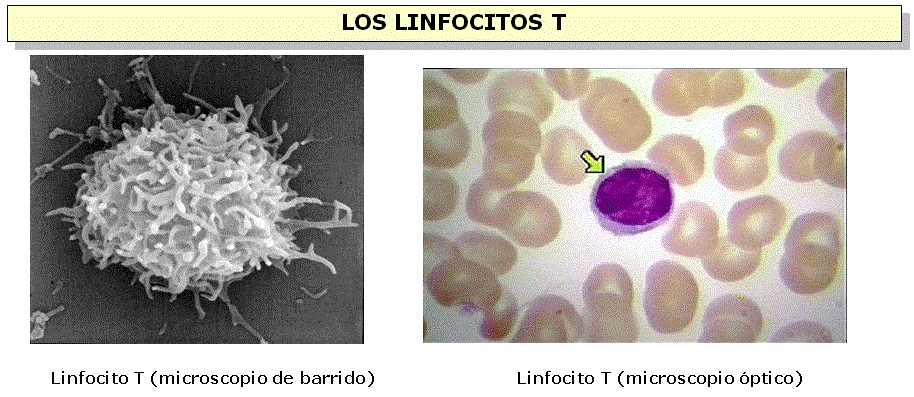 Histologia De Linfocitos SISTEMA LINFATICO ROSS HISTOLOGIA | Belen