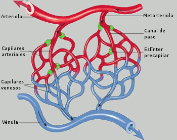 CAPILARES – BIOLOGÍA y GEOLOGÍA