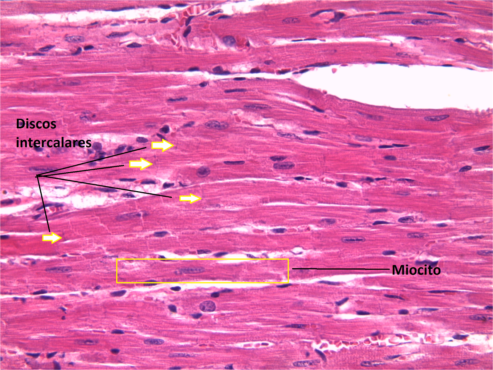 03 Histología Del Corazón Biología Y Geología